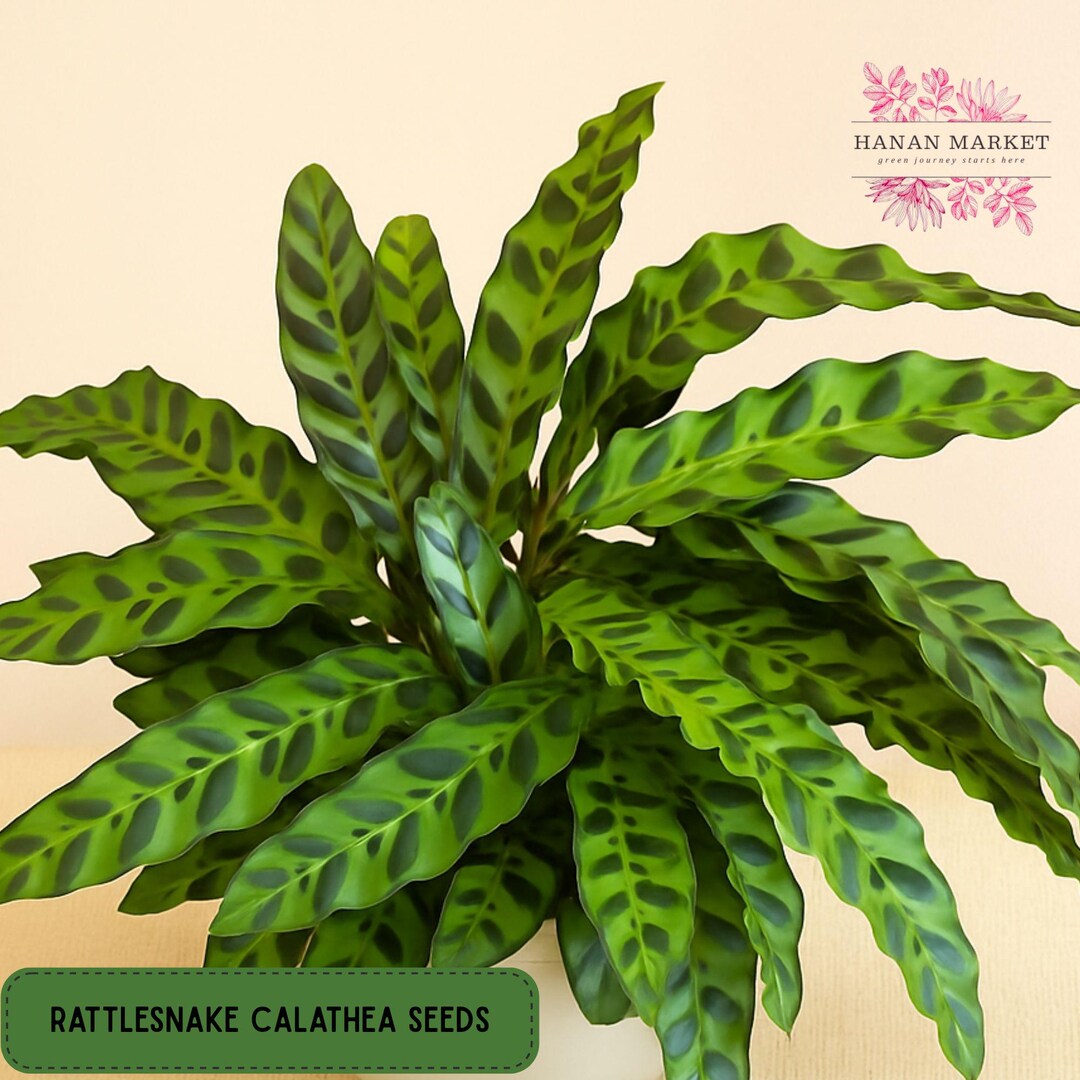 25 Rattlesnake Calathea Seeds: Rare Tropical Foliage Starter - Etsy