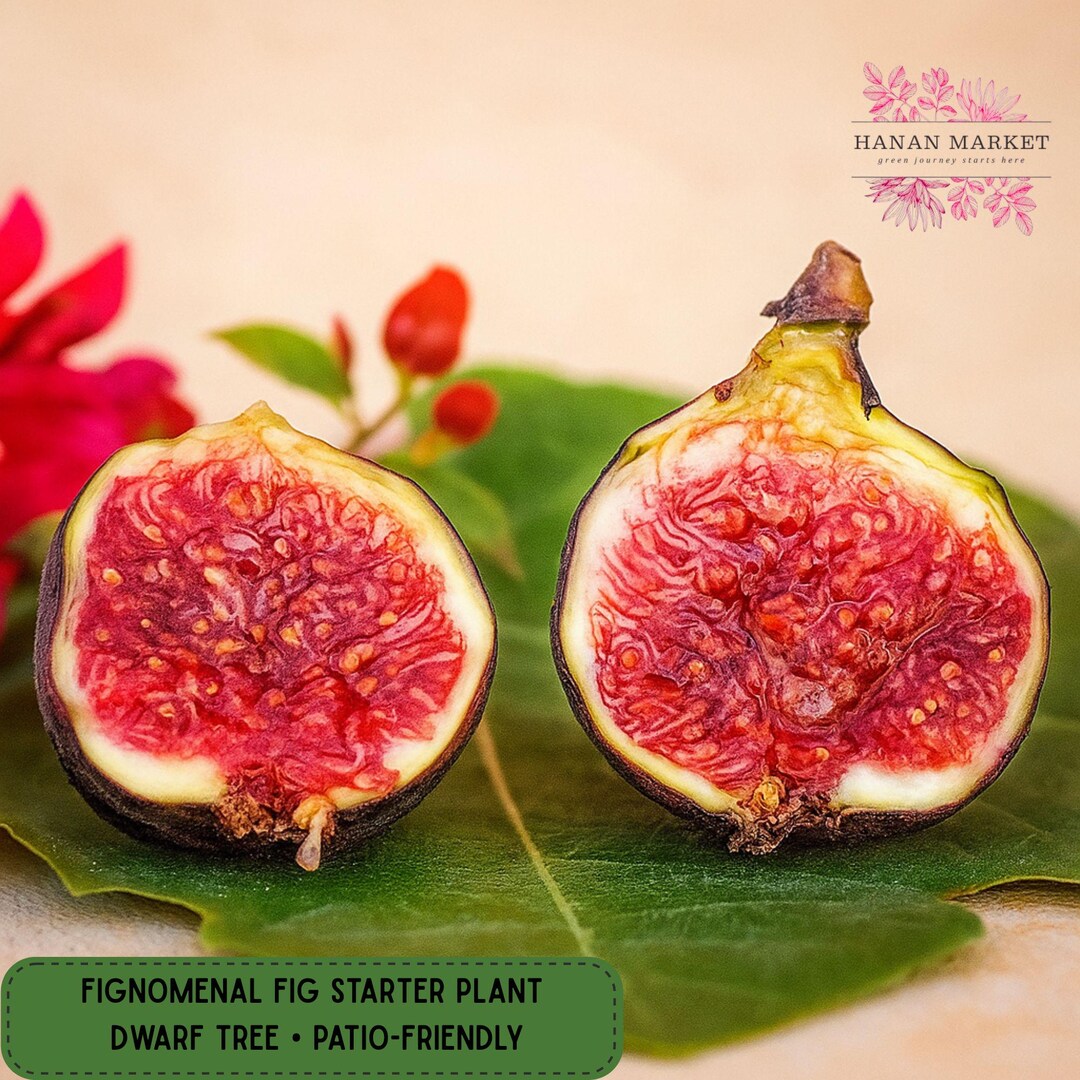 1 Dwarf Fig Tree Starter Plant: Fignomenal Ficus for Patio Containers ...