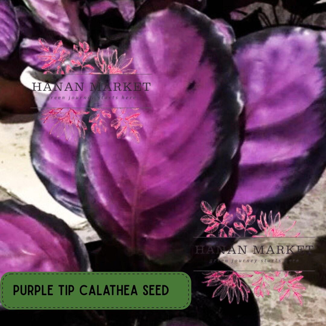 25 Purple Tip Calathea Seeds – Tropical Indoor or Outdoor Plant – Easy ...