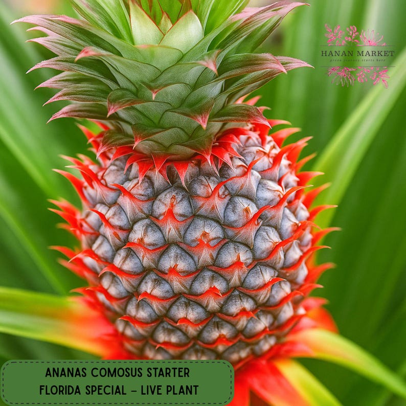 Live Florida Special Pineapple Plant: Compact Tropical Starter - Etsy
