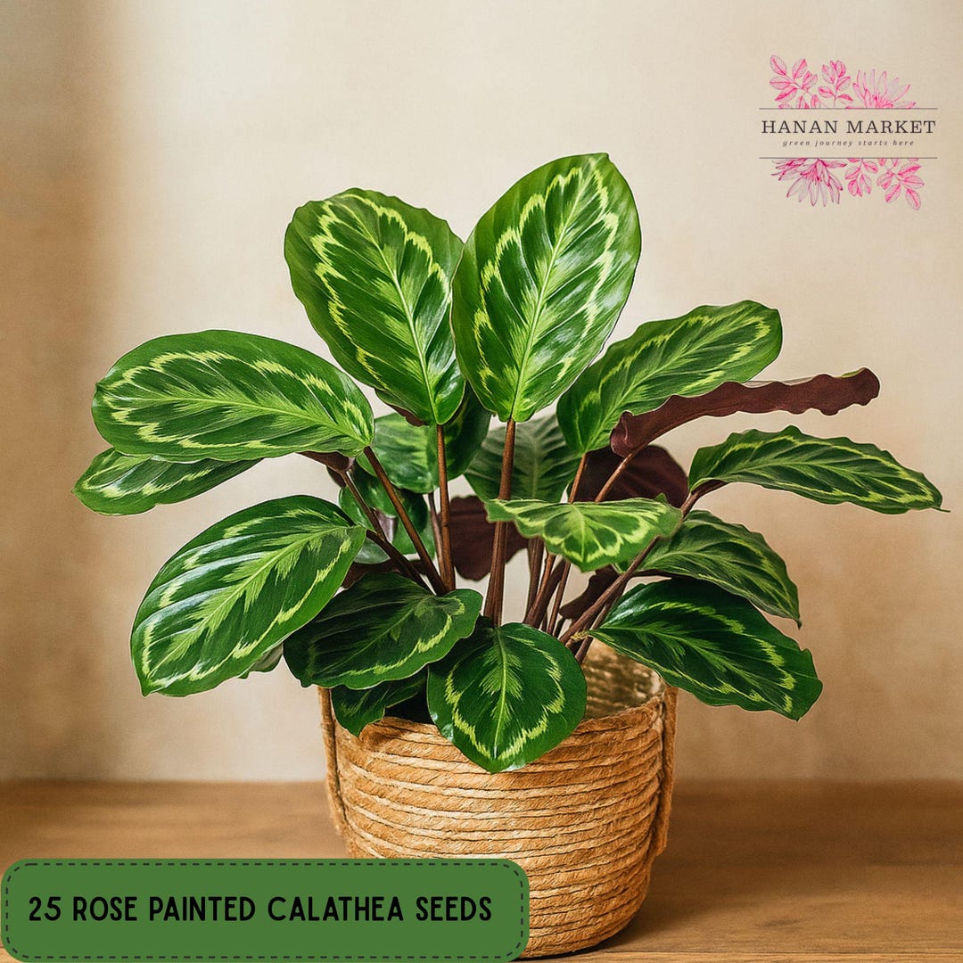 25 Rose Painted Calathea Seeds, Rare Calathea Roseopicta, Exotic ...