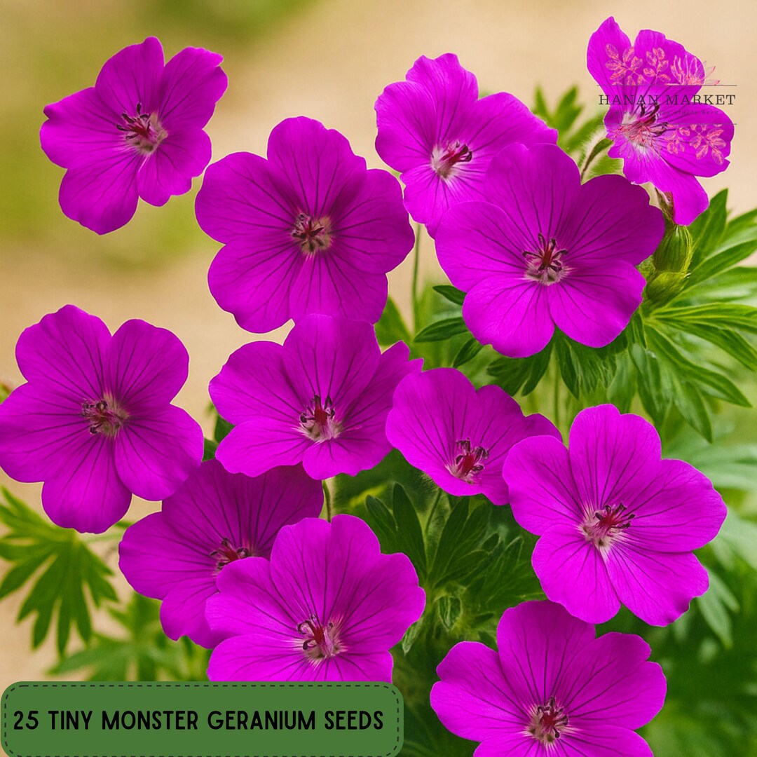 25 Tiny Monster Geranium Seeds, Compact Hardy Perennial, Vibrant Purple ...