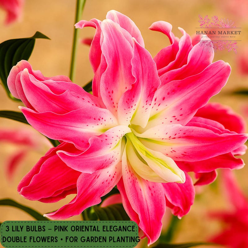 Lily Bulbs - Etsy