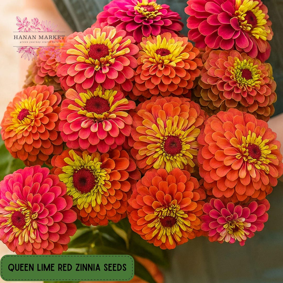 100 Queen Lime Red Zinnia Seeds: Heirloom Garden Cutting Flowers - Etsy