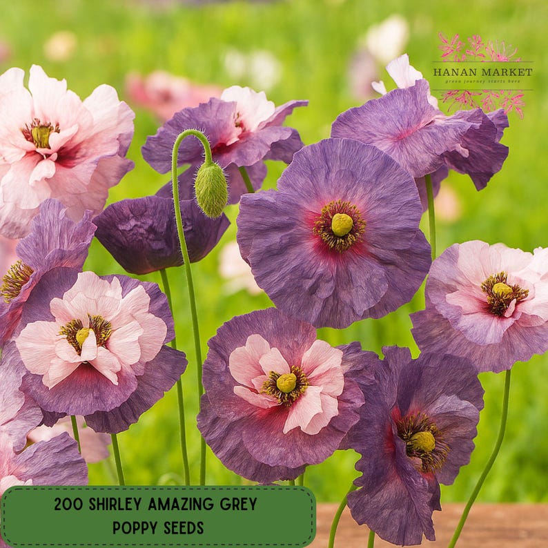 200 Shirley Amazing Grey Poppy Seeds, Ethereal Silver-lavender Blooms ...