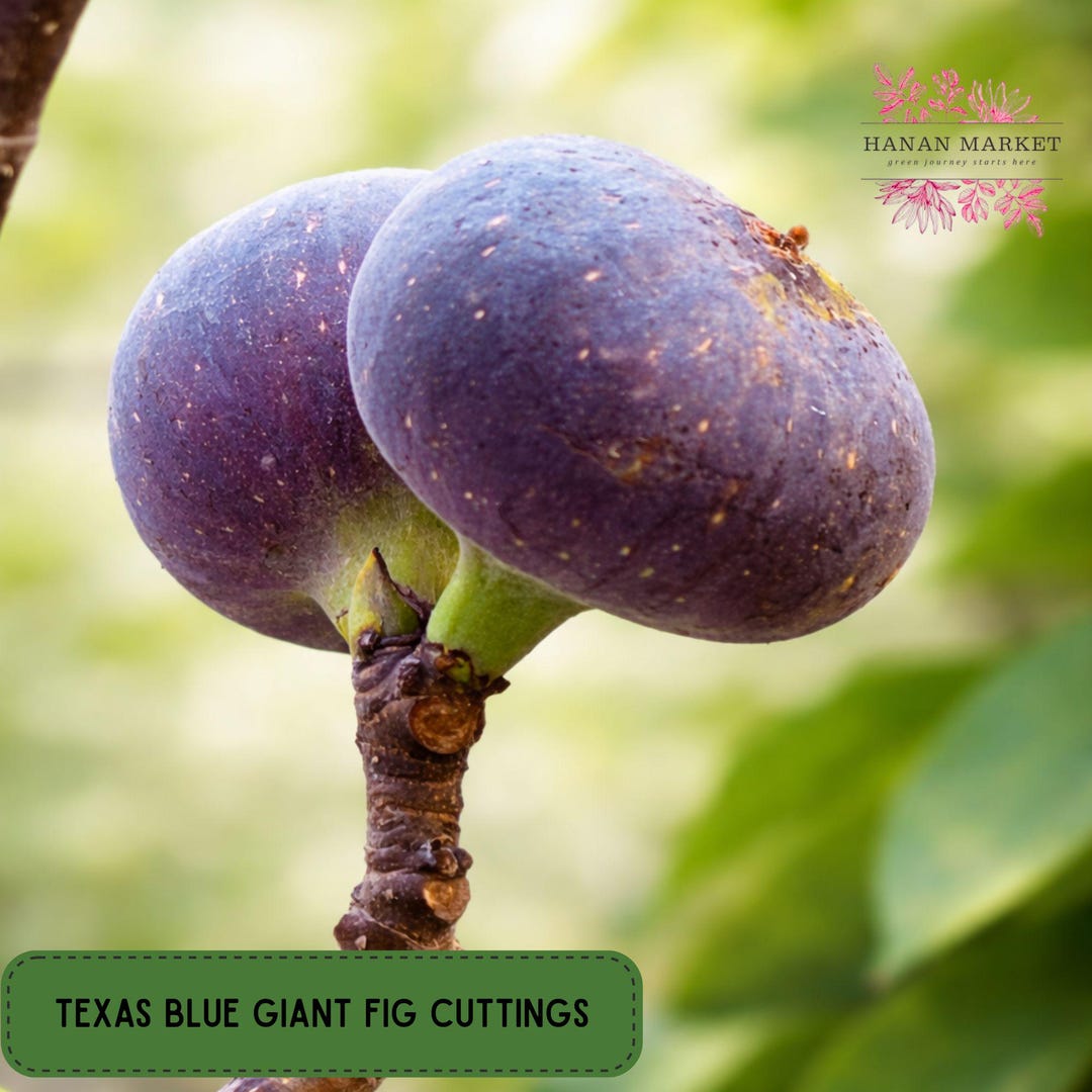 1 Texas Blue Giant Fig Tree Cutting, Live Fig Cutting, Bare Root ...