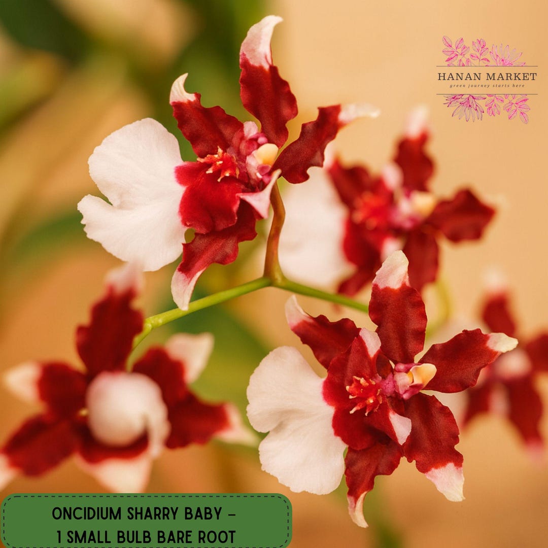 Oncidium Sharry Baby – 1 Small Bulb (bare Root) - Etsy