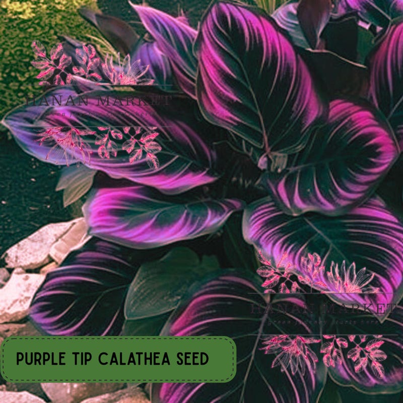 Calathea - Etsy