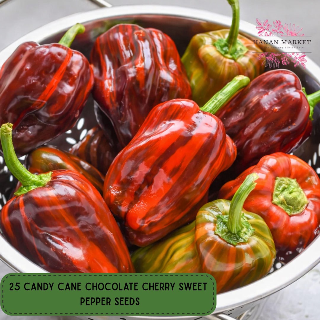 25 Candy Cane Chocolate Cherry Sweet Pepper Seeds, Striped Mini Peppers ...