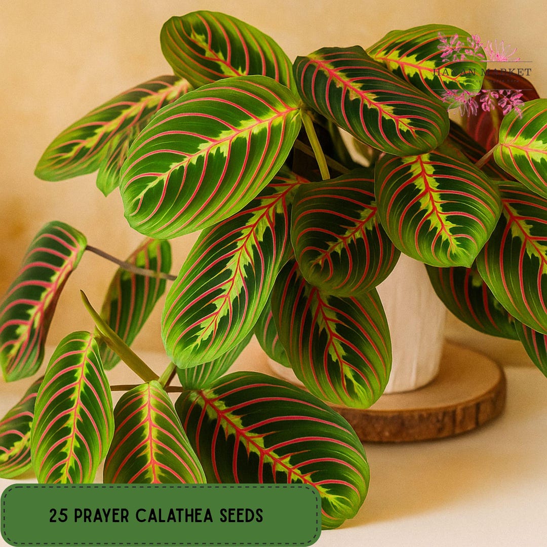 25 Prayer Calathea Seeds, Rare Tropical Houseplant, Exotic Foliage ...
