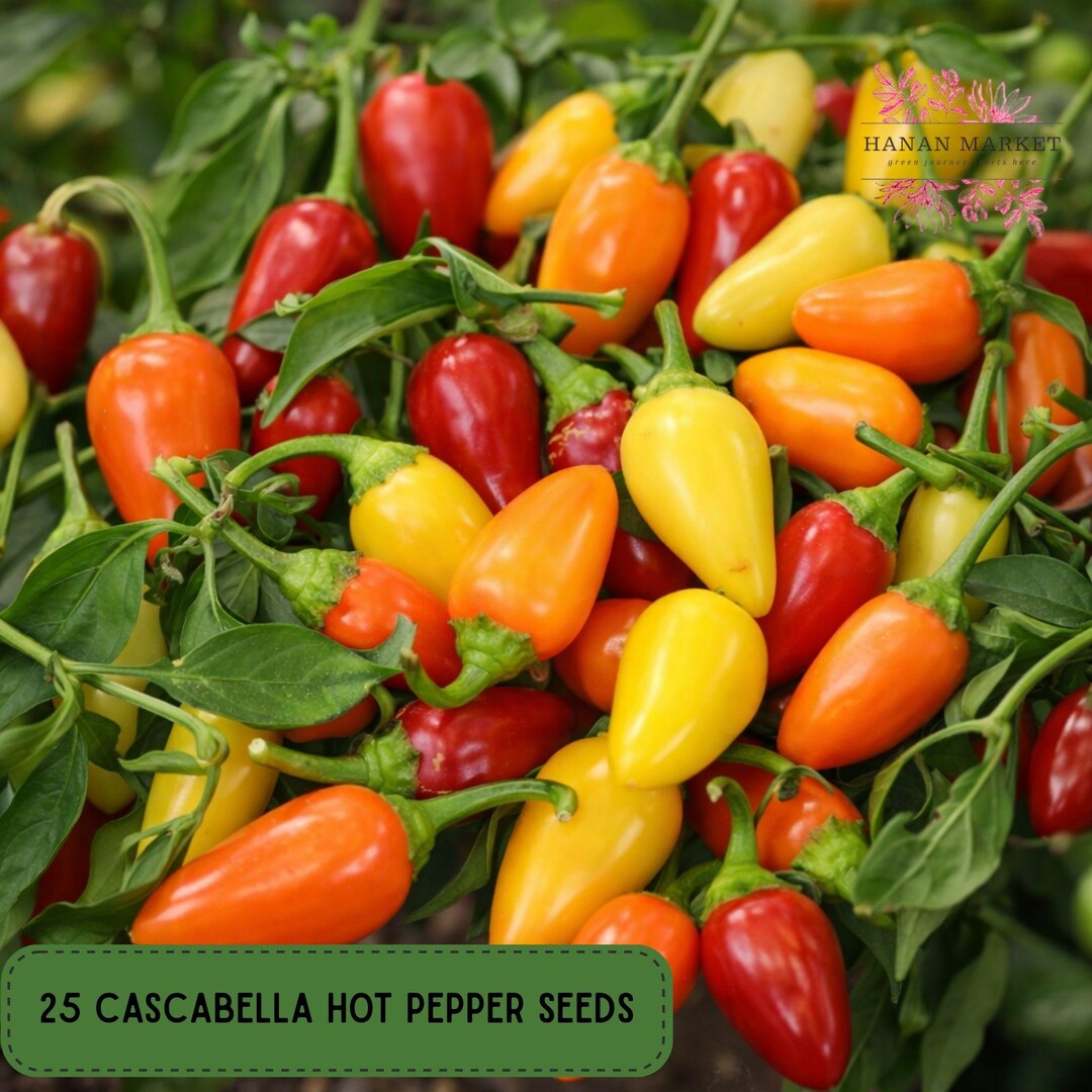 25 Cascabella Hot Pepper Seeds, Mild Hot Pickling Chili Variety - Etsy