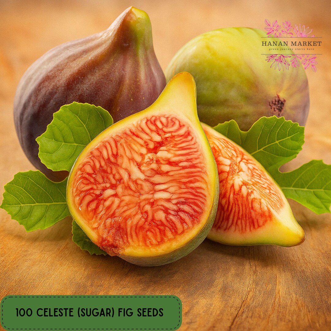 100 Celeste Sugar Fig Seeds, Hardy Fruit Tree Variety, Heirloom Edible ...