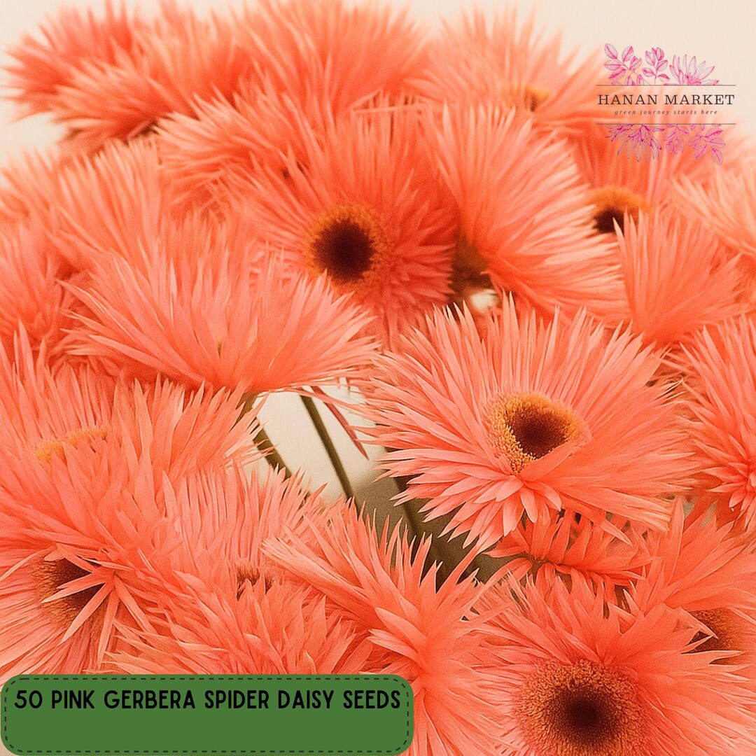 50 Pink Gerbera Spider Daisy Seeds, Unique Spider Petals, Pollinator ...