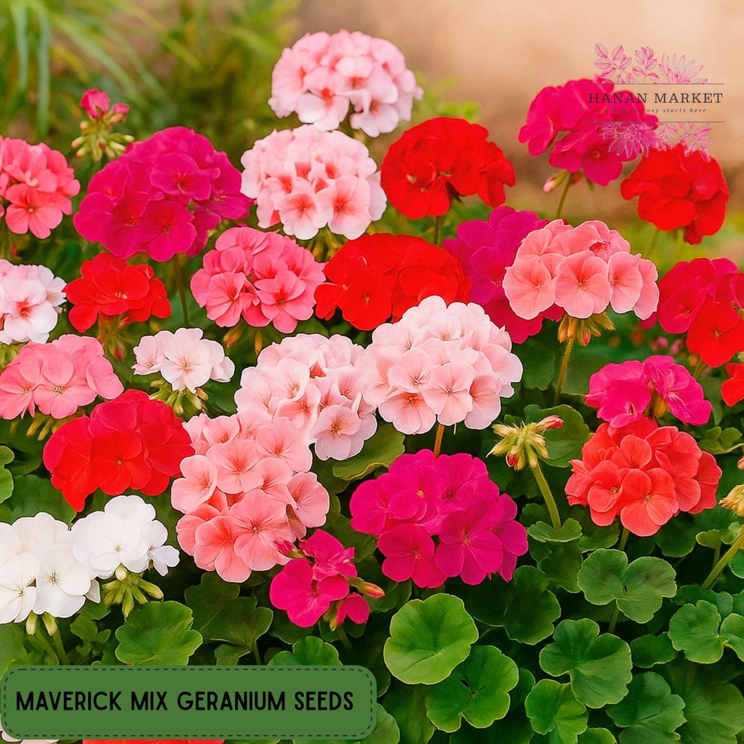 25 Maverick Mix Geranium Seeds, Colorful Bedding Geranium Flowers - Etsy