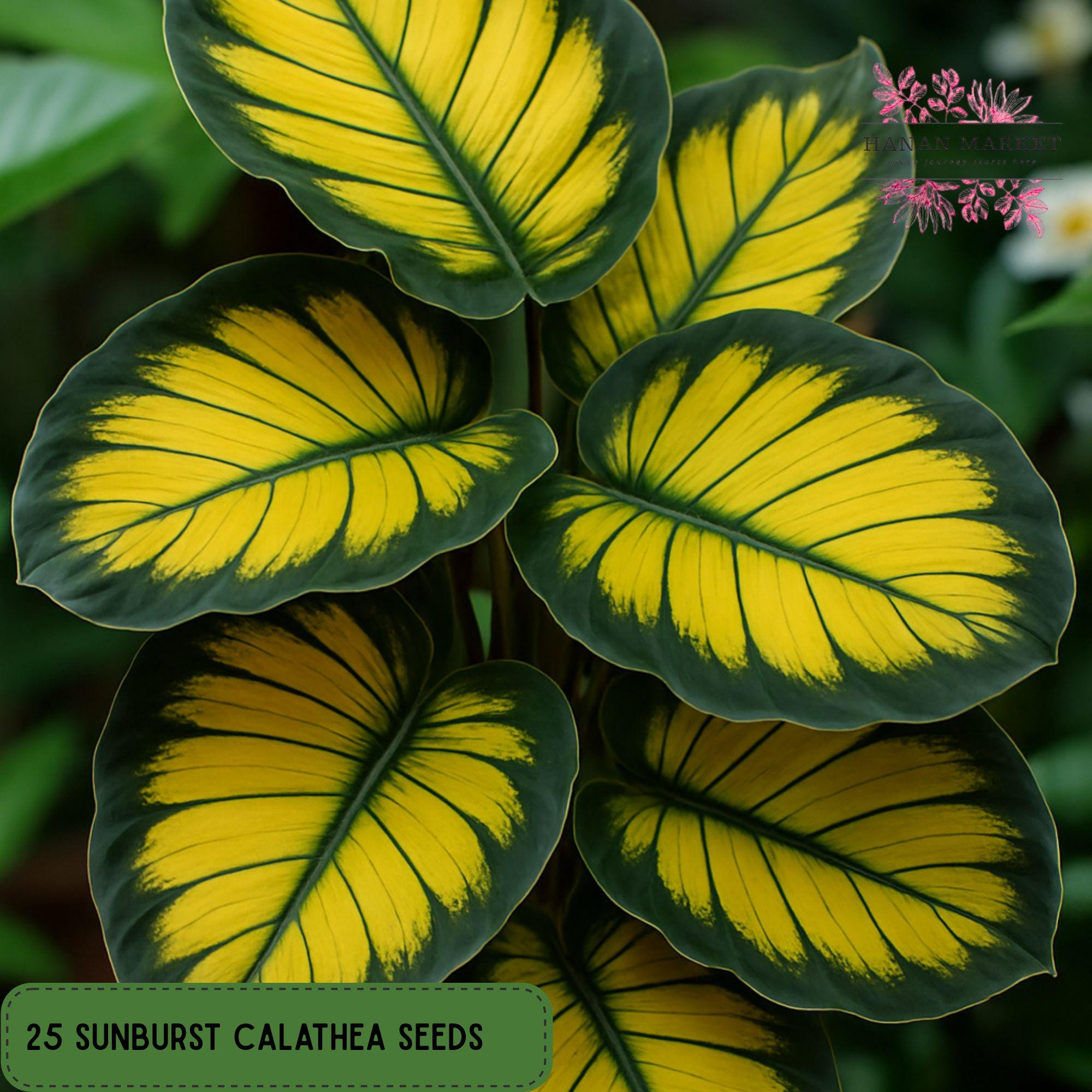 25 Sunburst Calathea Seeds, Rare Foliage Houseplant, Exotic Tropical ...