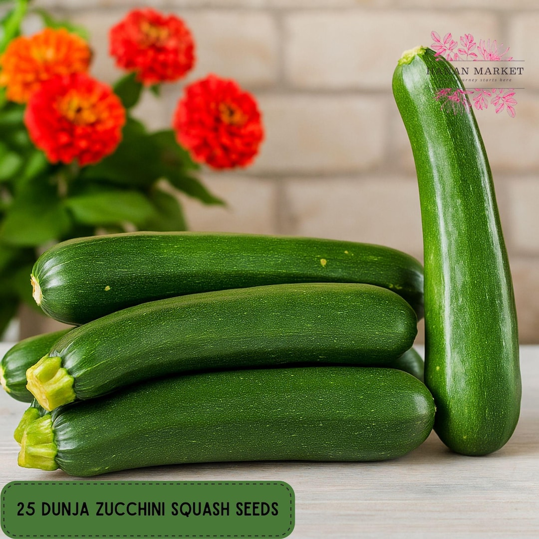 25 Dunja Zucchini Squash Seeds for Garden Planting, High-yield Hybrid ...