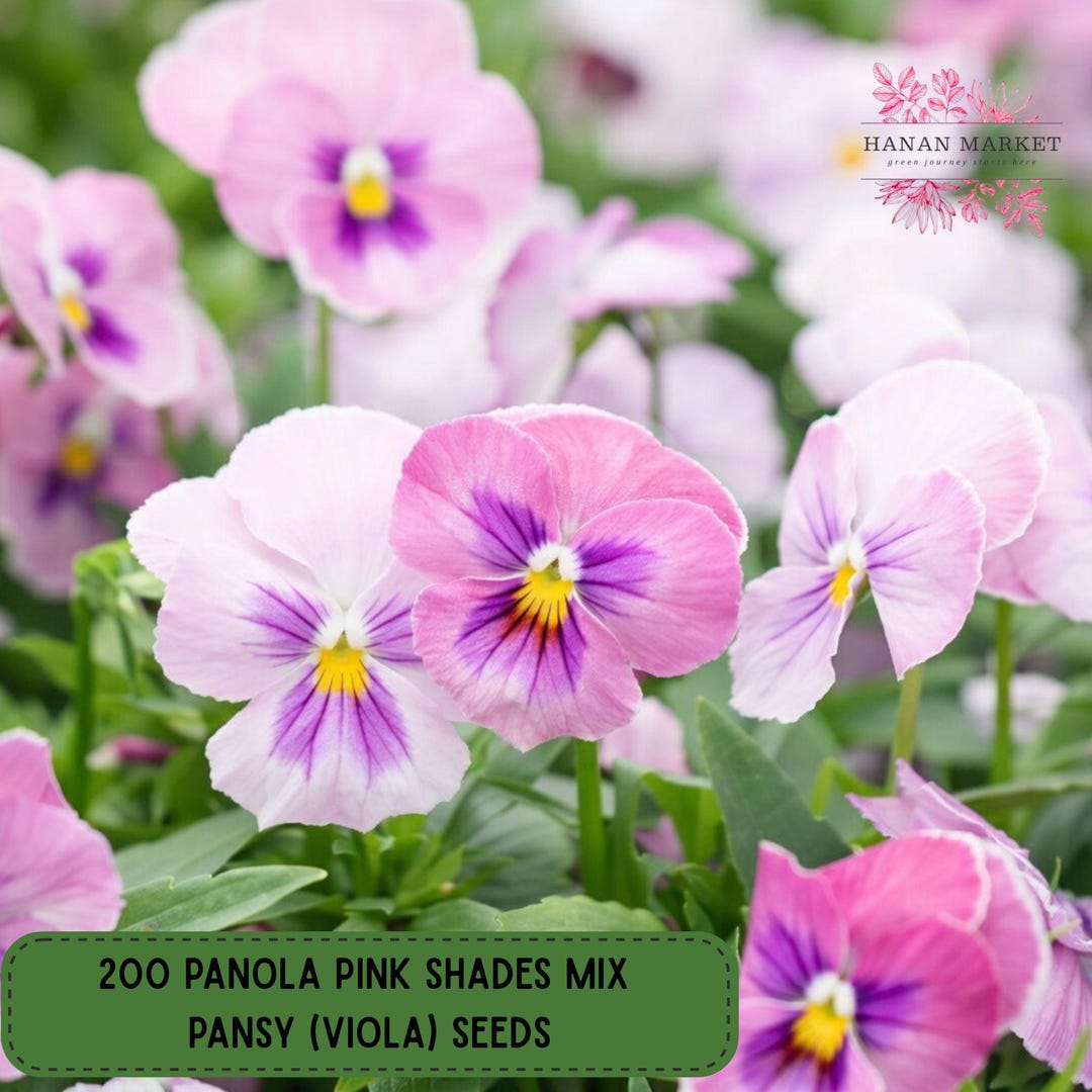 200 Panola Pink Shades Pansy Seeds, Soft Pink Viola Mix - Etsy