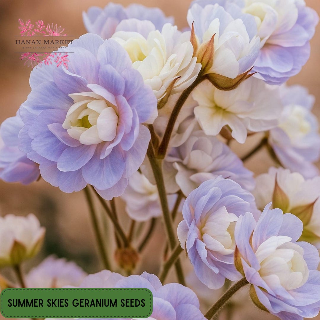 25 Summer Skies Geranium Seeds | Rare Blue Ivy Leaf Blooms | Patio ...
