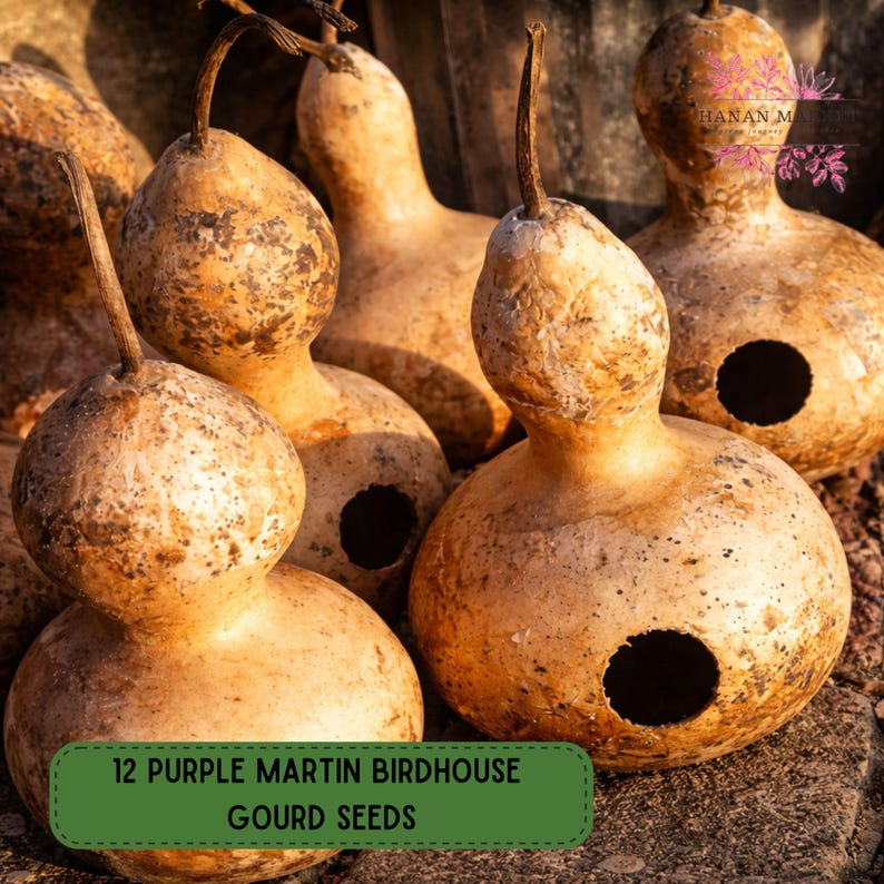 12 Purple Martin Birdhouse Gourd Seeds, Hard Shell Garden Gourd - Etsy