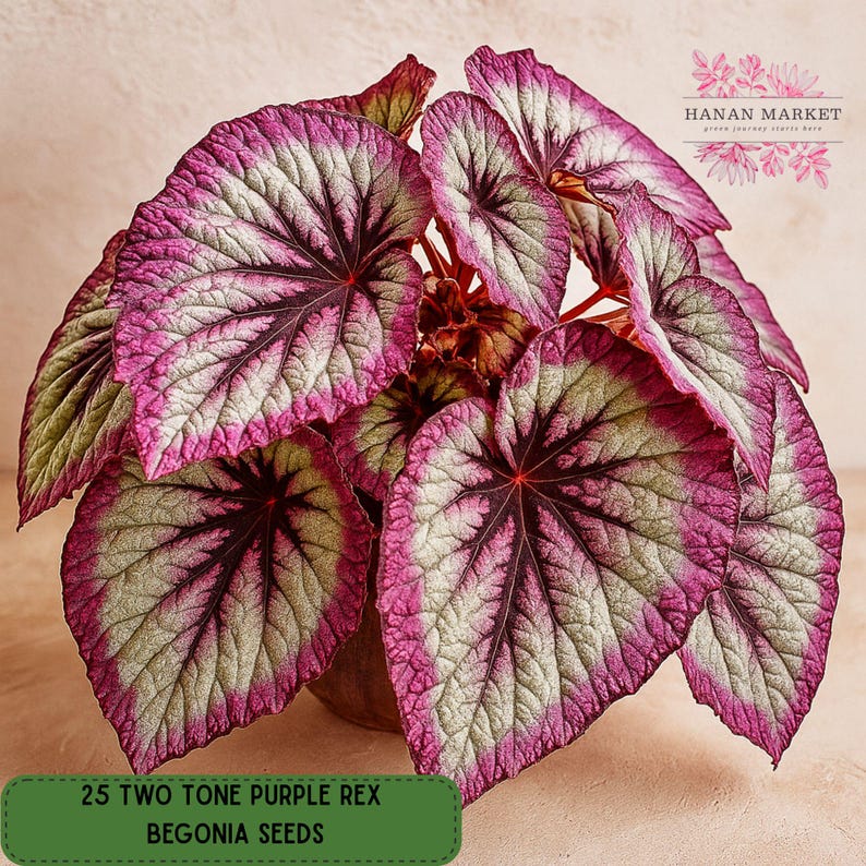 25 Two Tone Purple Rex Begonia Seeds, Decorative Indoor Shade Plant ...