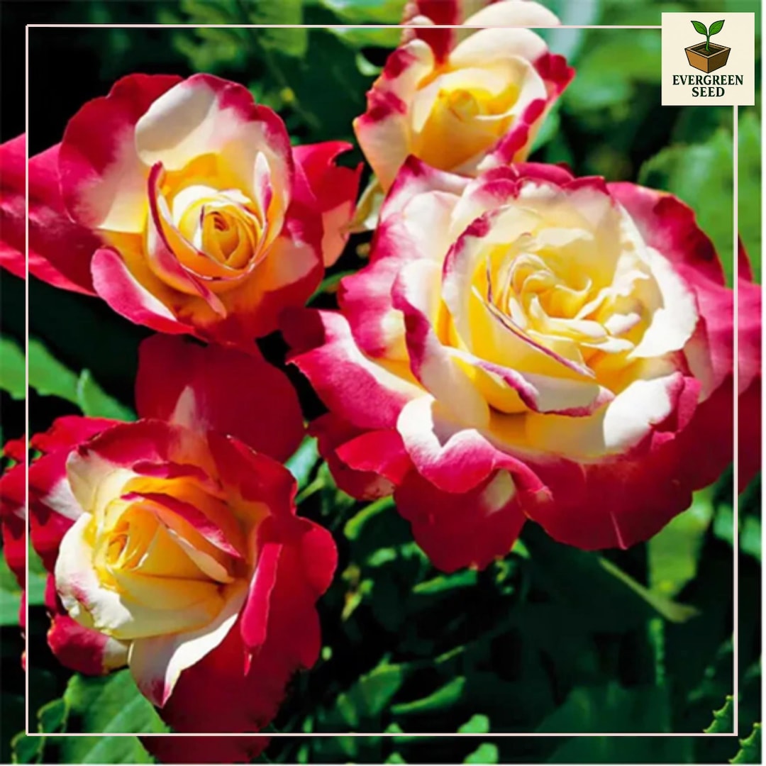 20 Rare Hybrid Rose Seeds, Perennial Garden Blooms, Full Sun - Etsy