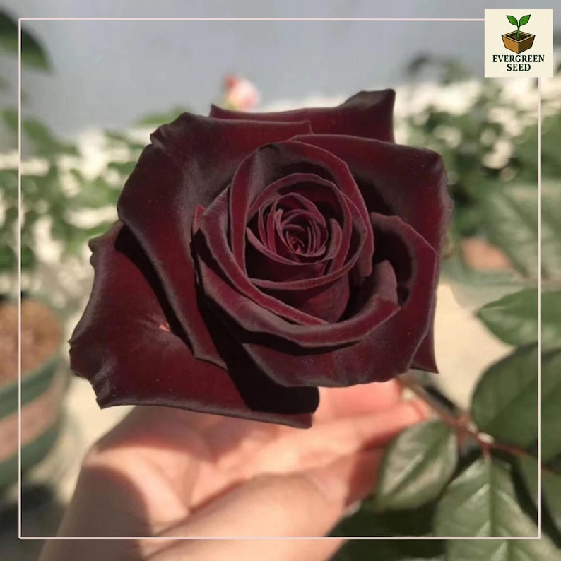 20 Rare Hybrid Rose Seeds, Perennial Garden Blooms, Full Sun - Etsy