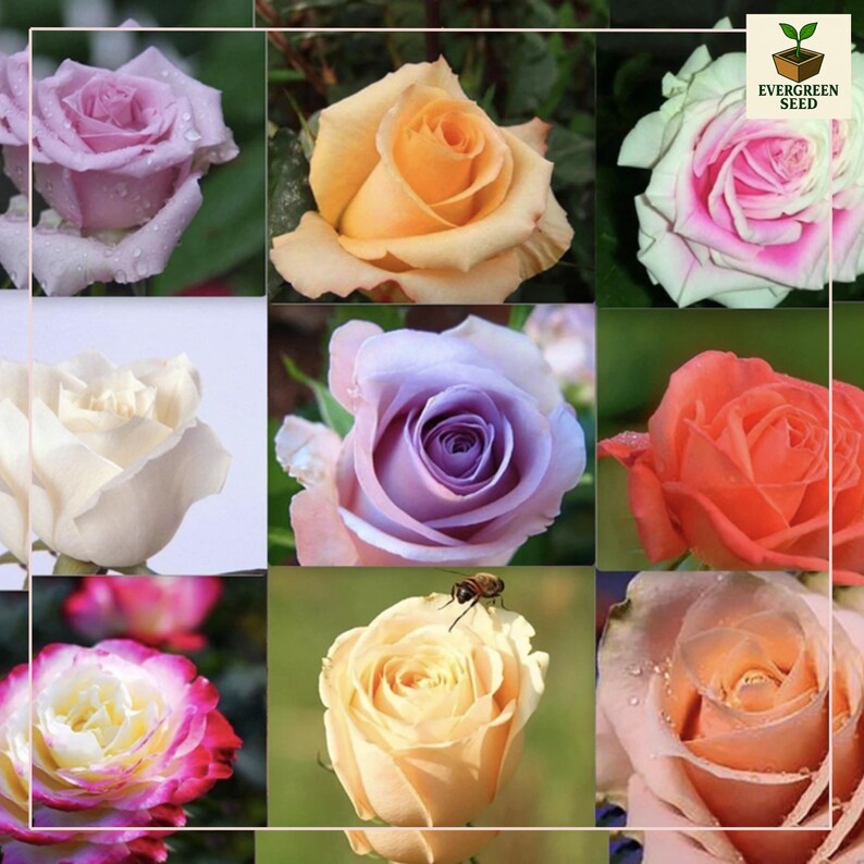 20 Rare Hybrid Rose Seeds, Perennial Garden Blooms, Full Sun - Etsy