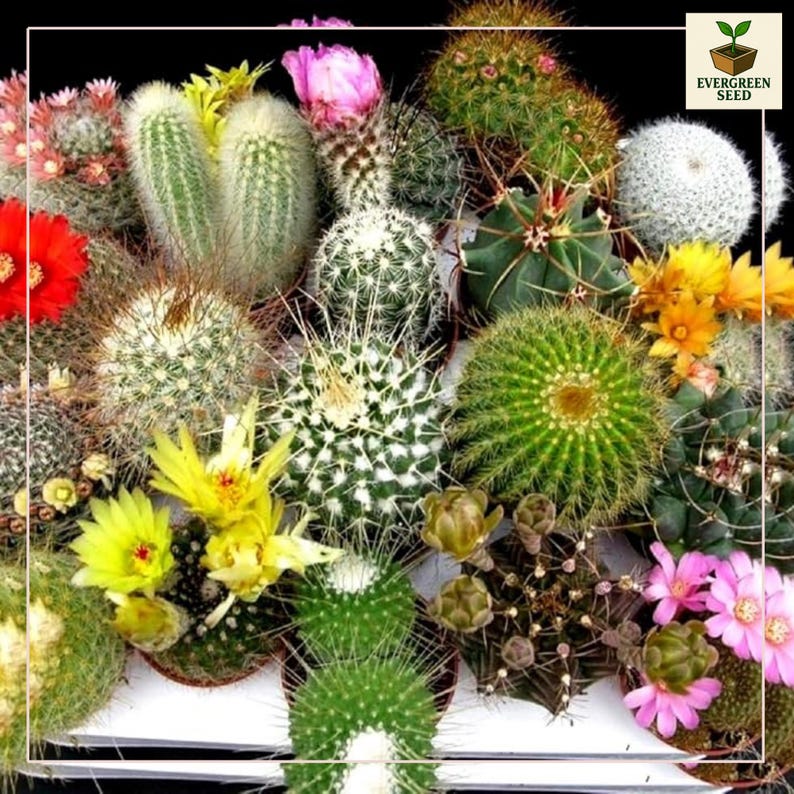 50pcs Mixed Color Cactus Seeds – Easy-grow, Vibrant & Drought-resistant ...