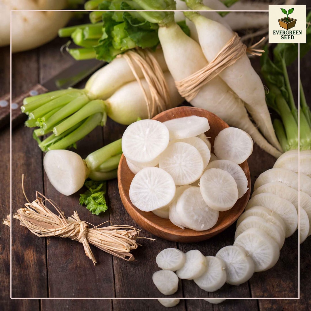 Heirloom Daikon Radish Seeds: Giant White Japanese Radish, Non-gmo - Etsy