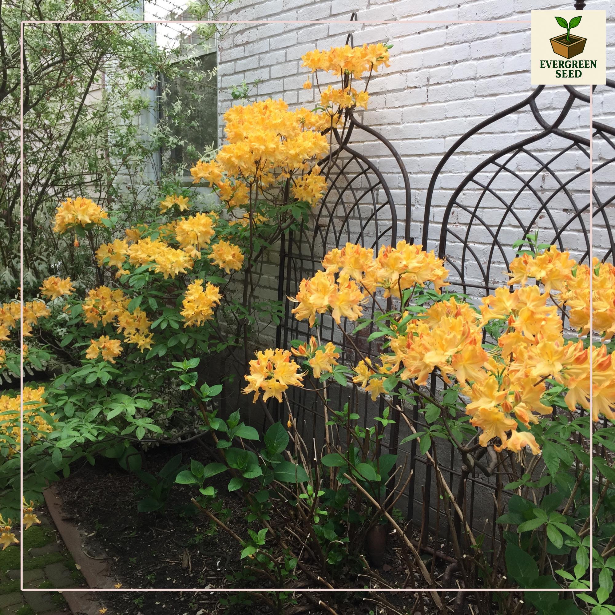 Golden Lights Azalea Live Plant: Yellow Spring Flowers, Zones 3-7 - Etsy