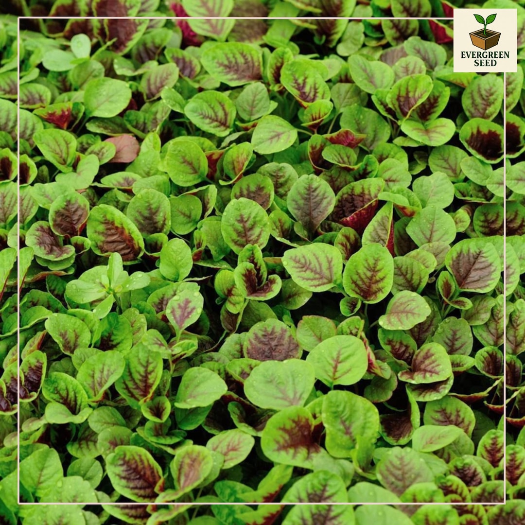Red Stripe Leaf Amaranth Seeds: Edible Greens, Heat Tolerant (1000 ...