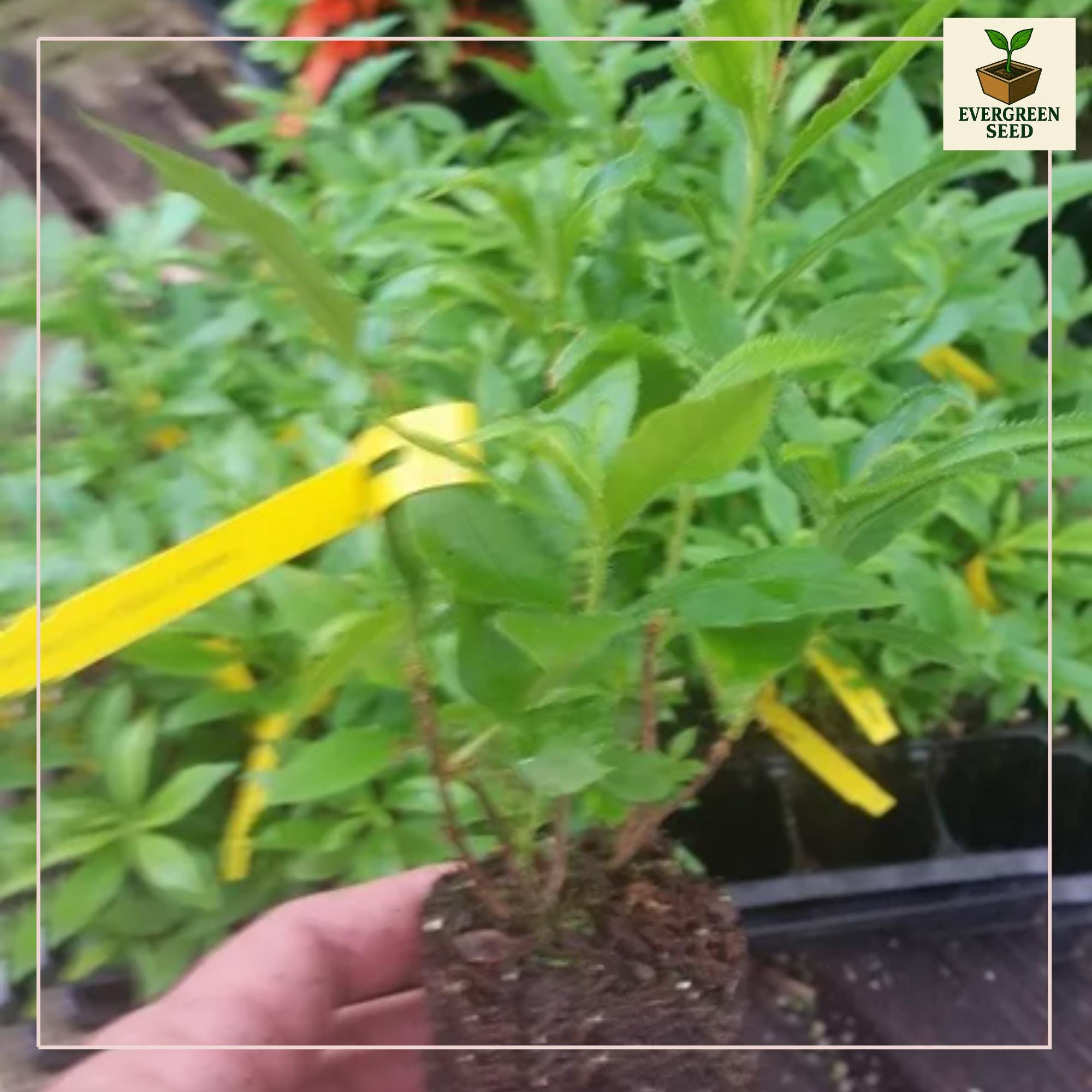 Golden Lights Azalea Live Plant: Yellow Spring Flowers, Zones 3-7 - Etsy
