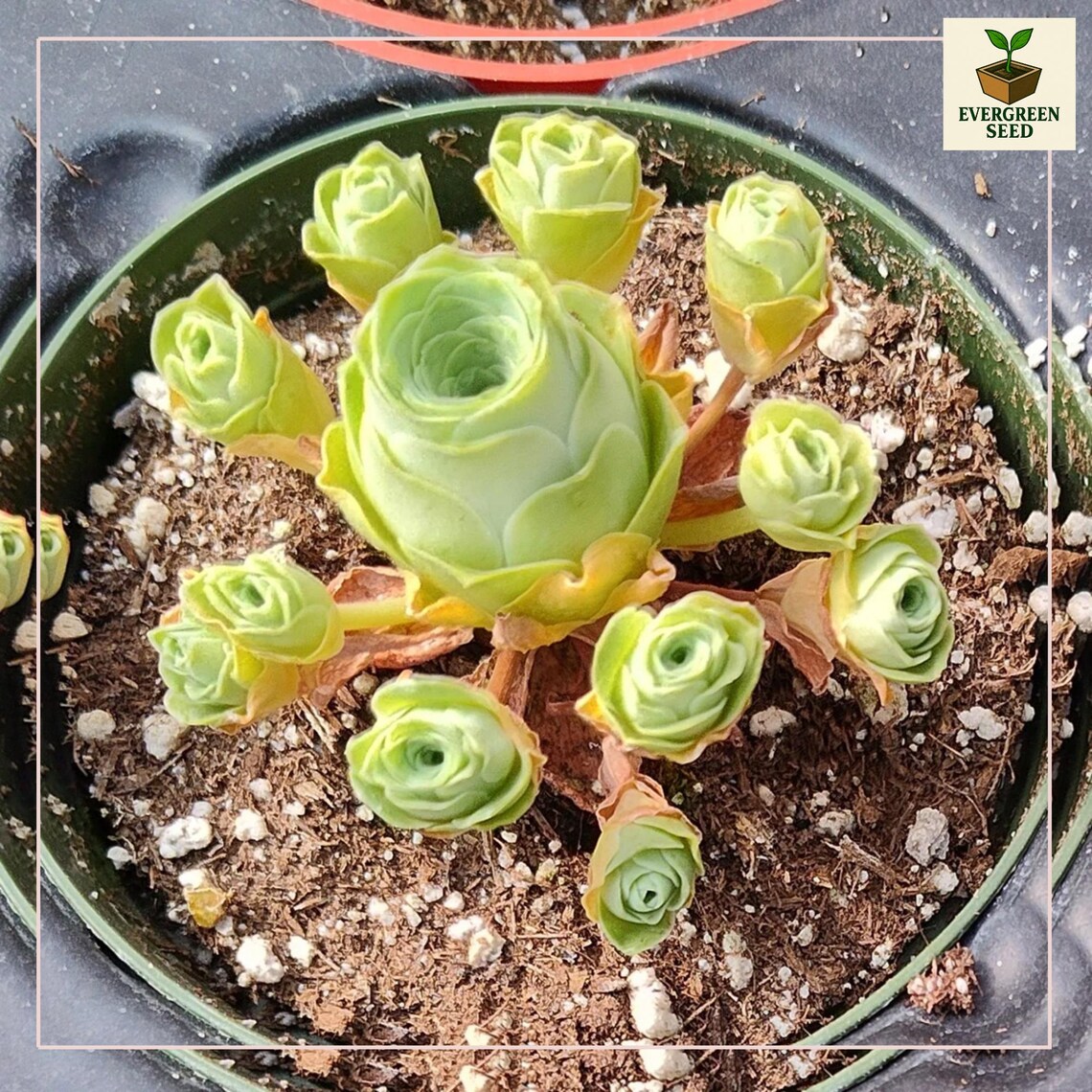 10 Rare Mountain Rose Succulent Seeds - Unique Collector's Gem for Your ...