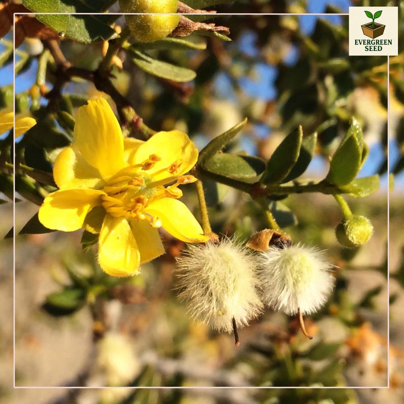 Creosote Bush Seeds (larrea Tridentata) | Authentic Desert Native - Etsy