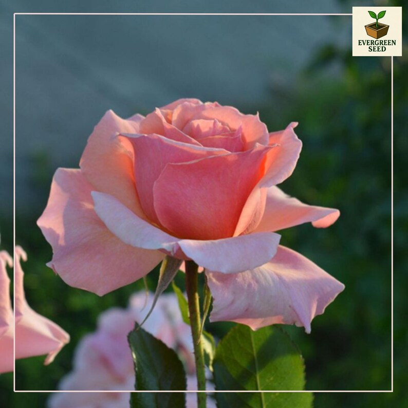 20 Rare Hybrid Rose Seeds, Perennial Garden Blooms, Full Sun - Etsy