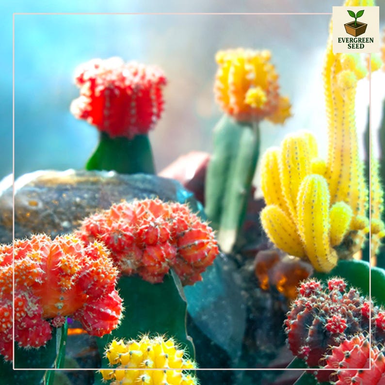 100pcs Mixed Color Cactus Seeds – Easy-grow, Vibrant & Drought ...