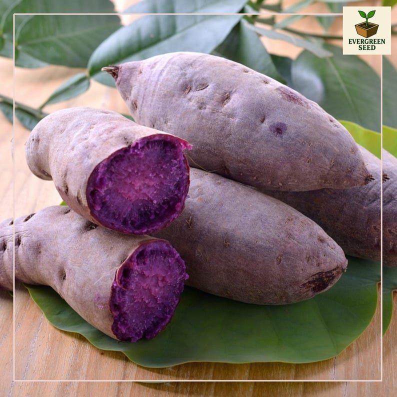 3 Japanese Purple Sweet Potato Slips: Antioxidant Rich Superfood - Etsy