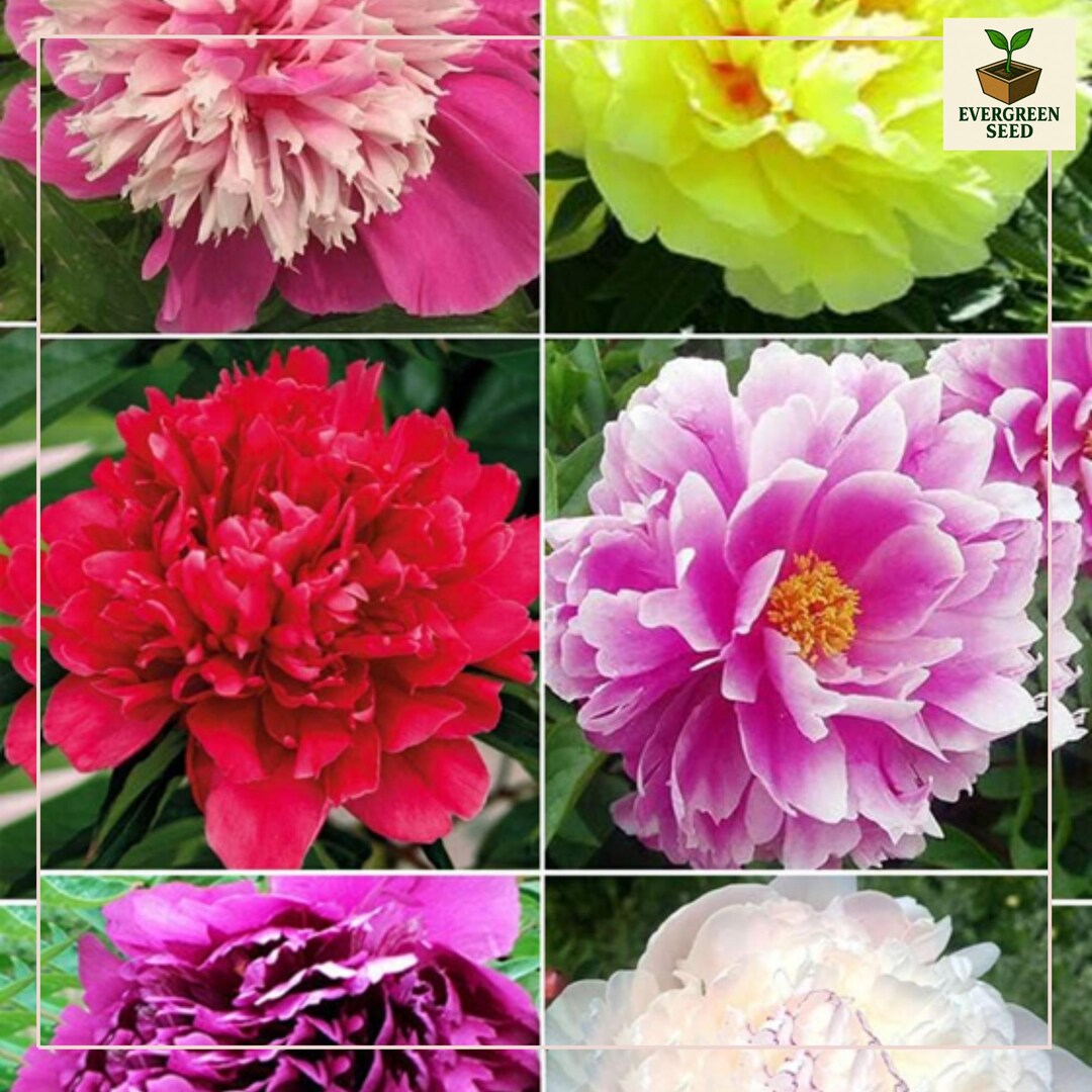20 Peony Seeds Rare Exotic Varieties for Garden, Giant Fragrant Blooms ...