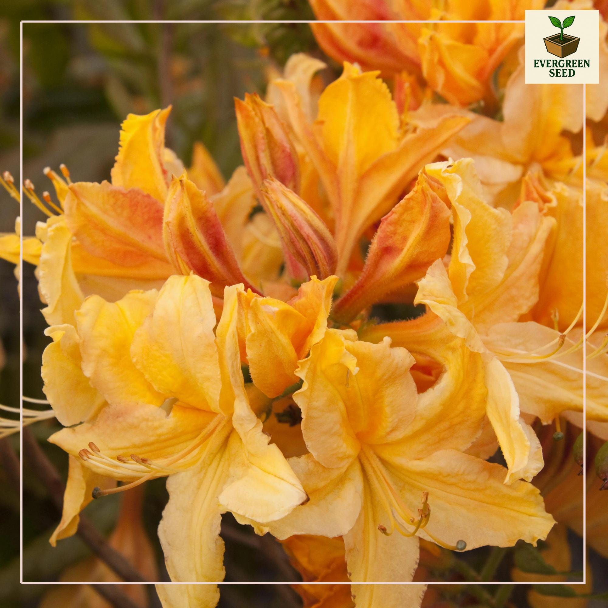Golden Lights Azalea Live Plant: Yellow Spring Flowers, Zones 3-7 - Etsy