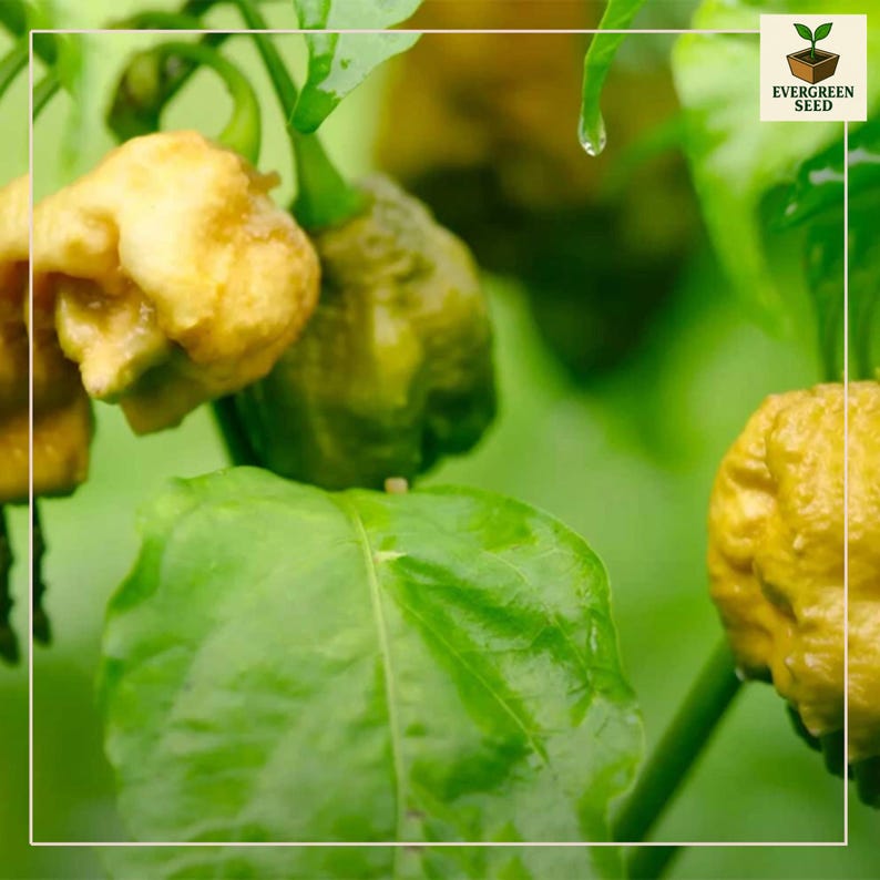 25+ Pepper X Type Seeds - Grow Extreme Heat Peppers! Superhot Selection ...