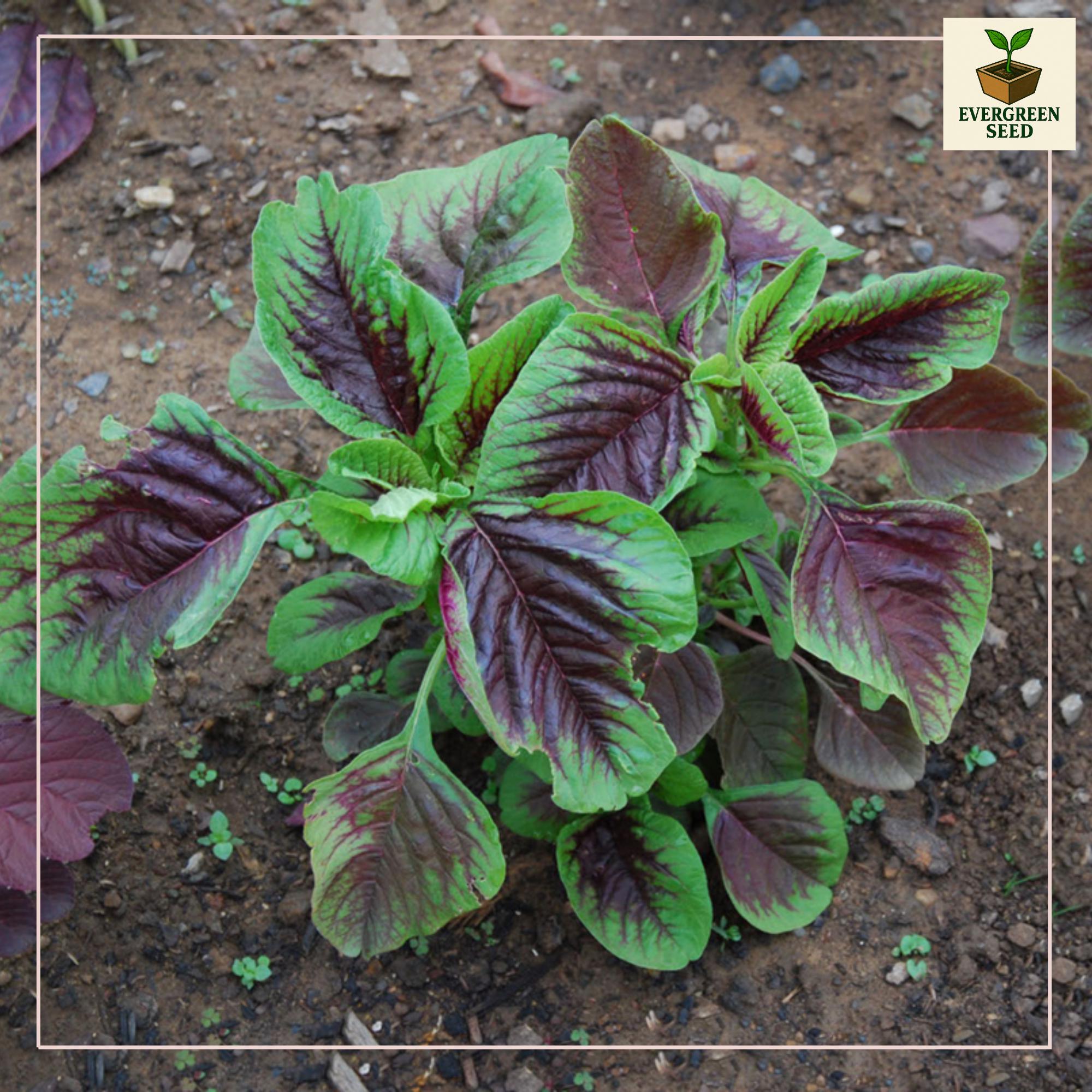 Red Stripe Leaf Amaranth Seeds: Edible Greens, Heat Tolerant (1000 ...
