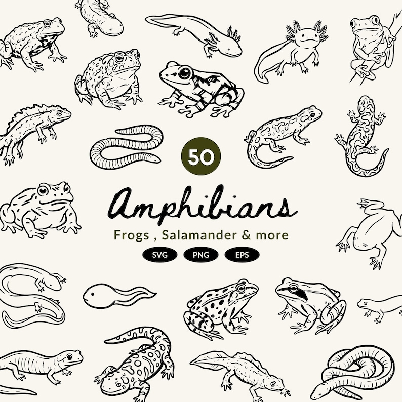 50 Hand Drawn Amphibian Clipart Bundle | Amphibian Illustrations SVG ...