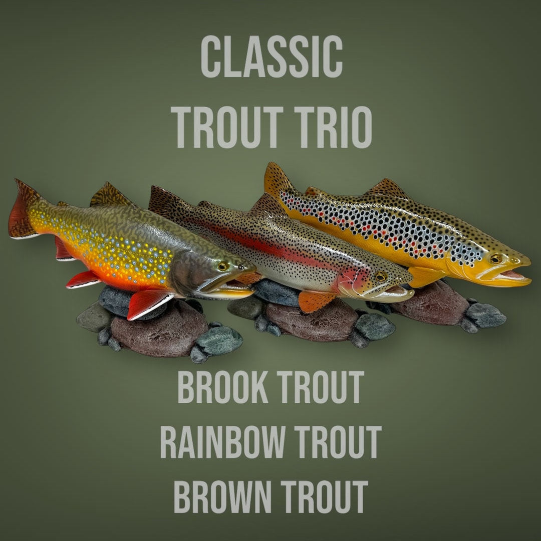 Rainbow Brook Brown Trout Trio Taxidermy Gift for Him Flyfishing, Fly ...