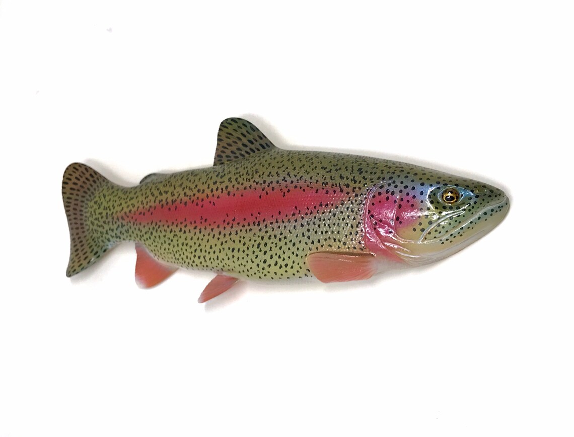 Rainbow Trout Wall Sculpture Lodge Cabin Wall Art Catch - Etsy