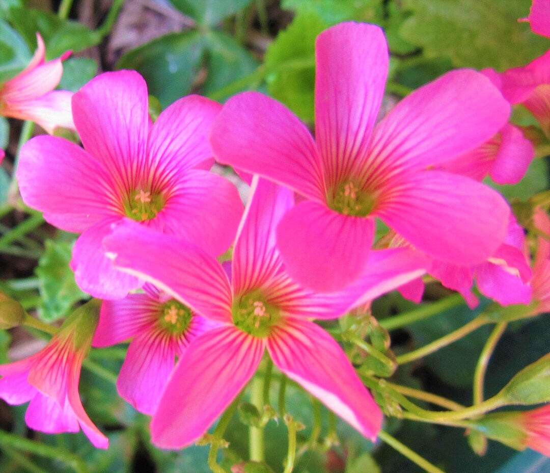 Pink Shamrock Flower Essence Stress Relief & Anxiety - Etsy