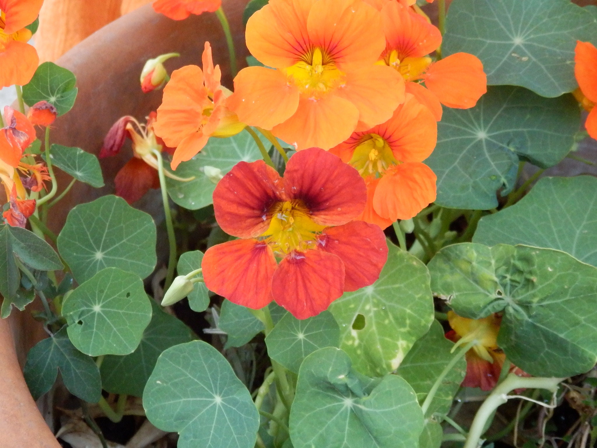 Nasturtium Flower Essence Glowing Vitality Mind Exhausted Nasturtium ...