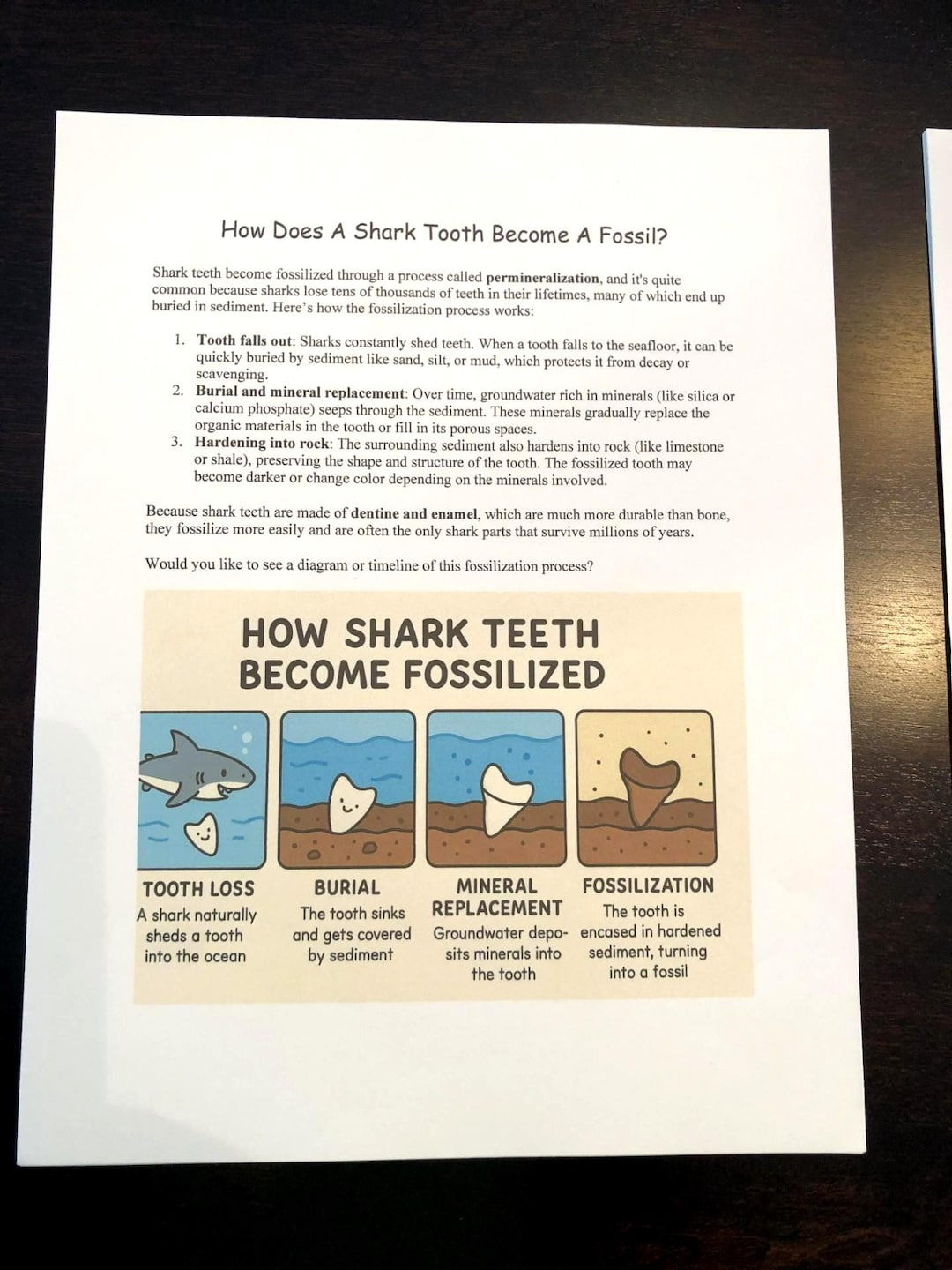 Set of 24 Shark Tooth Fossils, 24 Shark Stickers, 24 Fossil Info Page ...