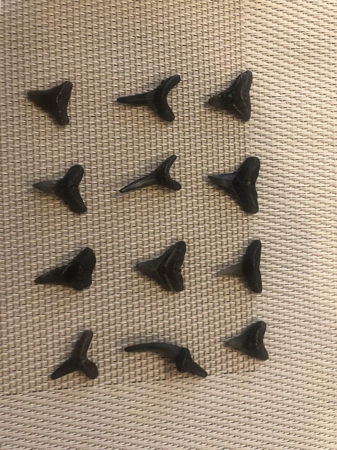 24 Fossilized Shark Teeth With ID Chart & Stickers - Etsy