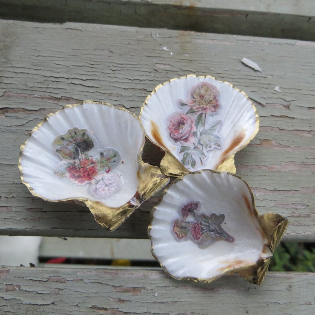 Three Fancy Seashells for Decoration, Crafts, Plants, Fairy Gardens ...