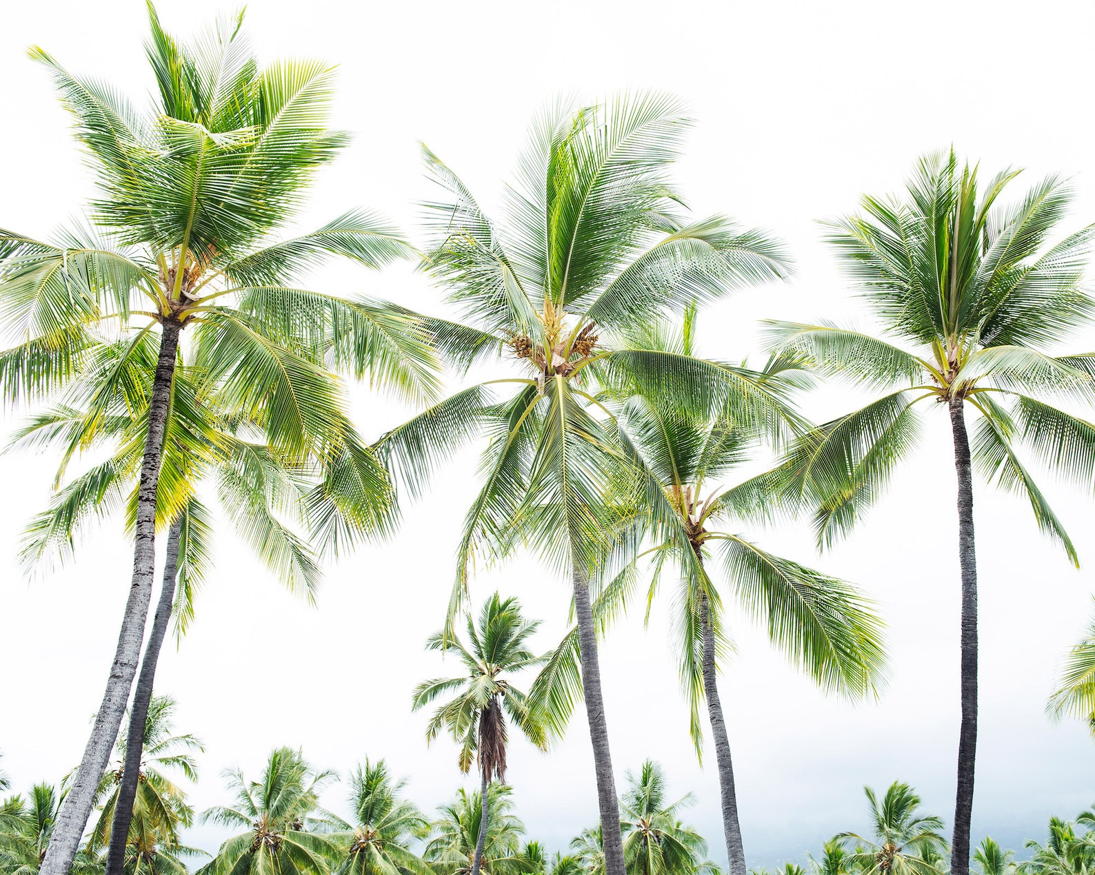 Palm Tree Wall Art Large Palm Tree Print Palm Tree Decor - Etsy